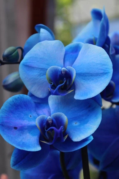 Blue orchids Stock Photos, Royalty Free Blue orchids Images | Depositphotos