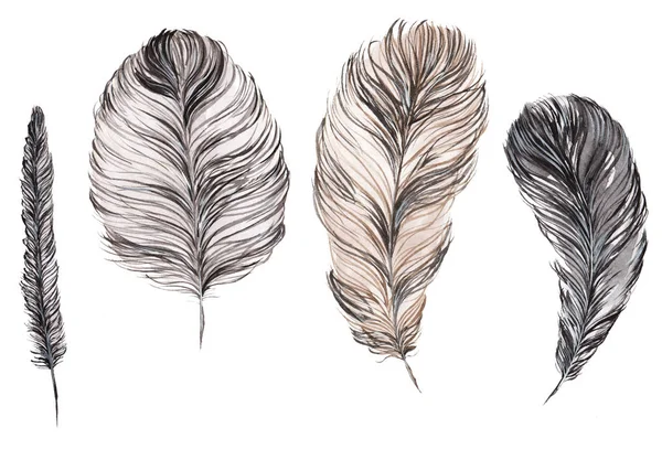 Loon feathers Stock Photos, Royalty Free Loon feathers Images ...