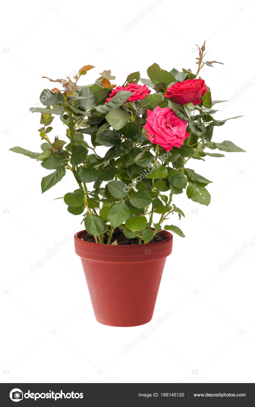 Houseplant mini rose with red flowers in a brown pot isolated on white ...