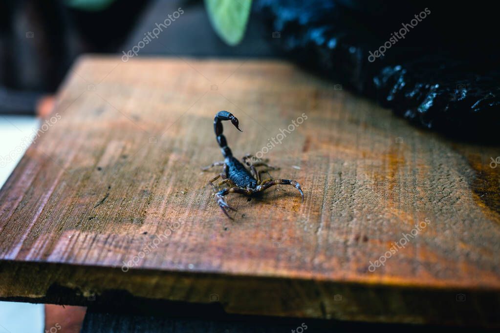 Tityus bahiensis, también conocido como escorpión negro, es una especie ...