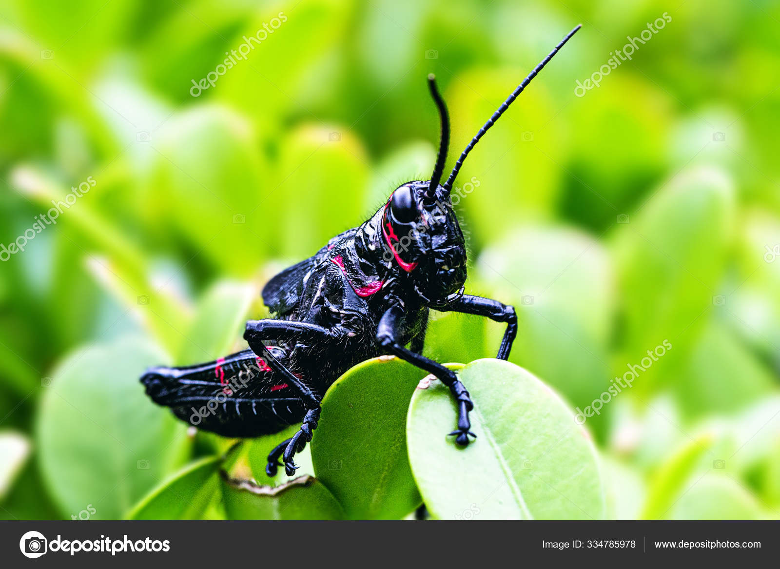 Grilo preto e vermelho (Gryllus assimilis), praga. Boa sorte, grilo de ...