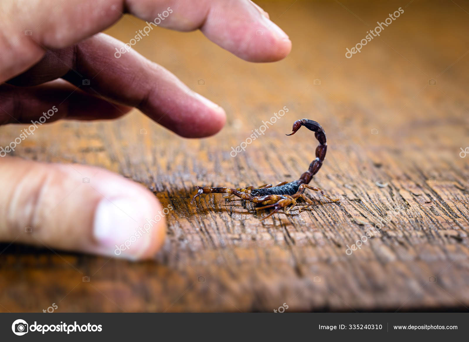 Photo of a scorpion sting in a person's hand. Scorpion sting, danger ...