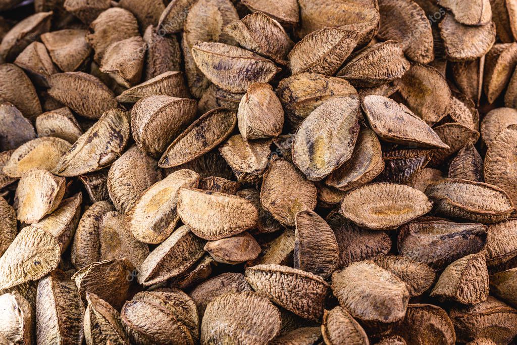 Nueces de Brasil, nueces del Amazonas, acre, nueces de Brasil, nueces ...