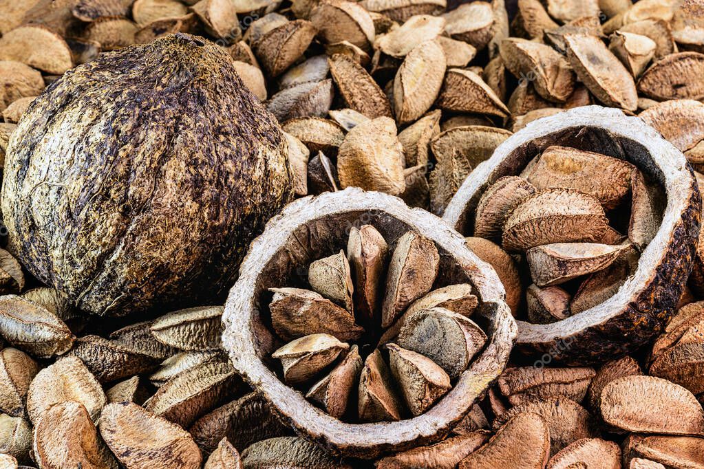 Castañas de Pará, también conocidas como nueces de Brasil (en portugués ...