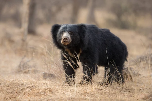 Big beautiful sloth bear — Stock Photo © Photocech #130052708