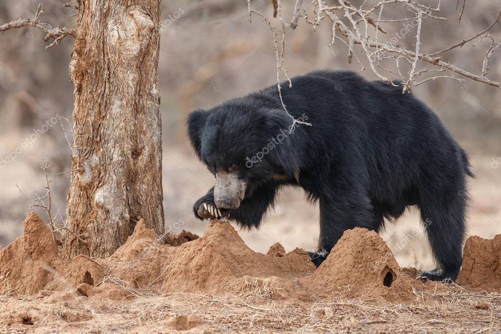 Big beautiful sloth bear — Stock Photo © Photocech #130052708