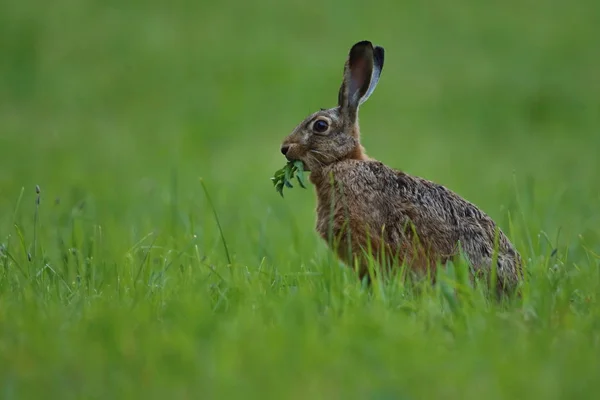 Cabeza de liebre fotos de stock, imágenes de Cabeza de liebre sin ...