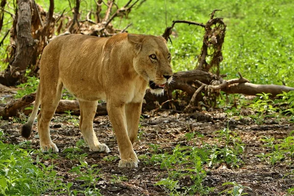 Shadow lion Images - Search Images on Everypixel