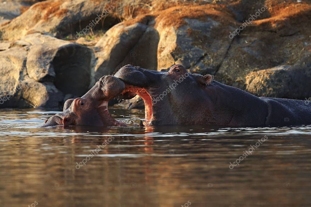 Hippos in the beautiful nature habitat Stock Photo by ©Photocech 130070364