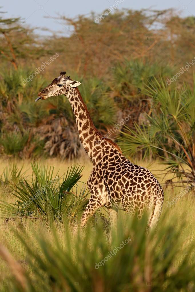 Giraffe in the beautiful nature habitat — Stock Photo © Photocech ...
