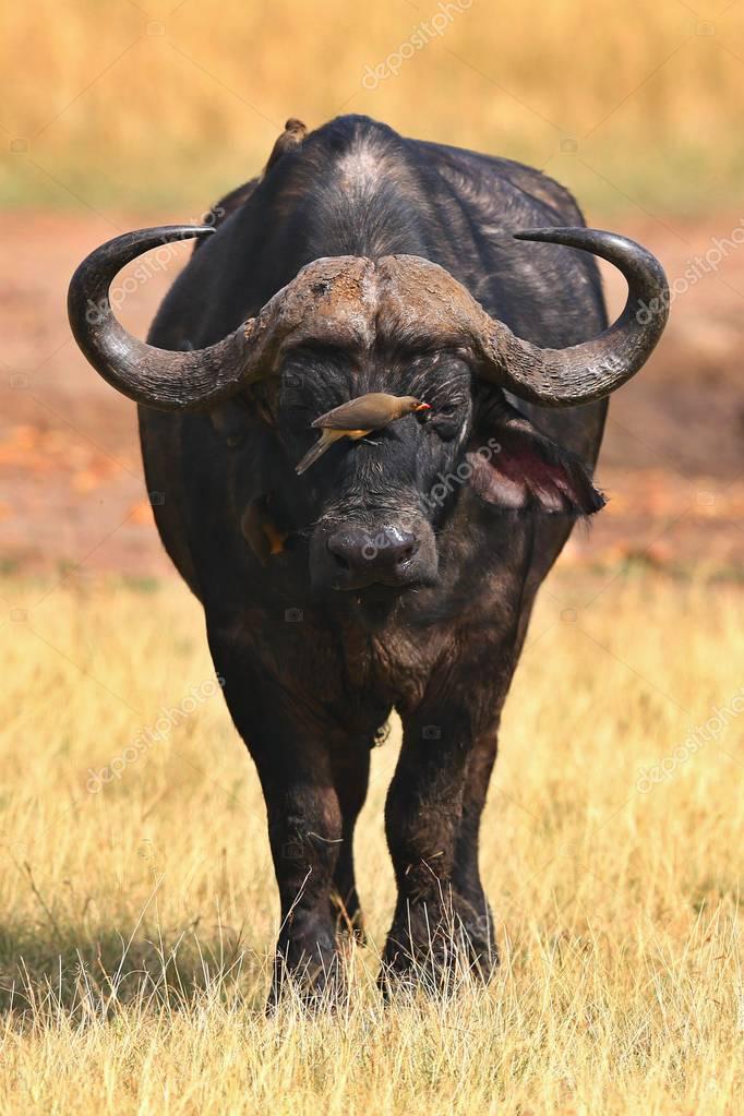 Buffalo in the dry nature habitat — Stock Photo © Photocech #130070688