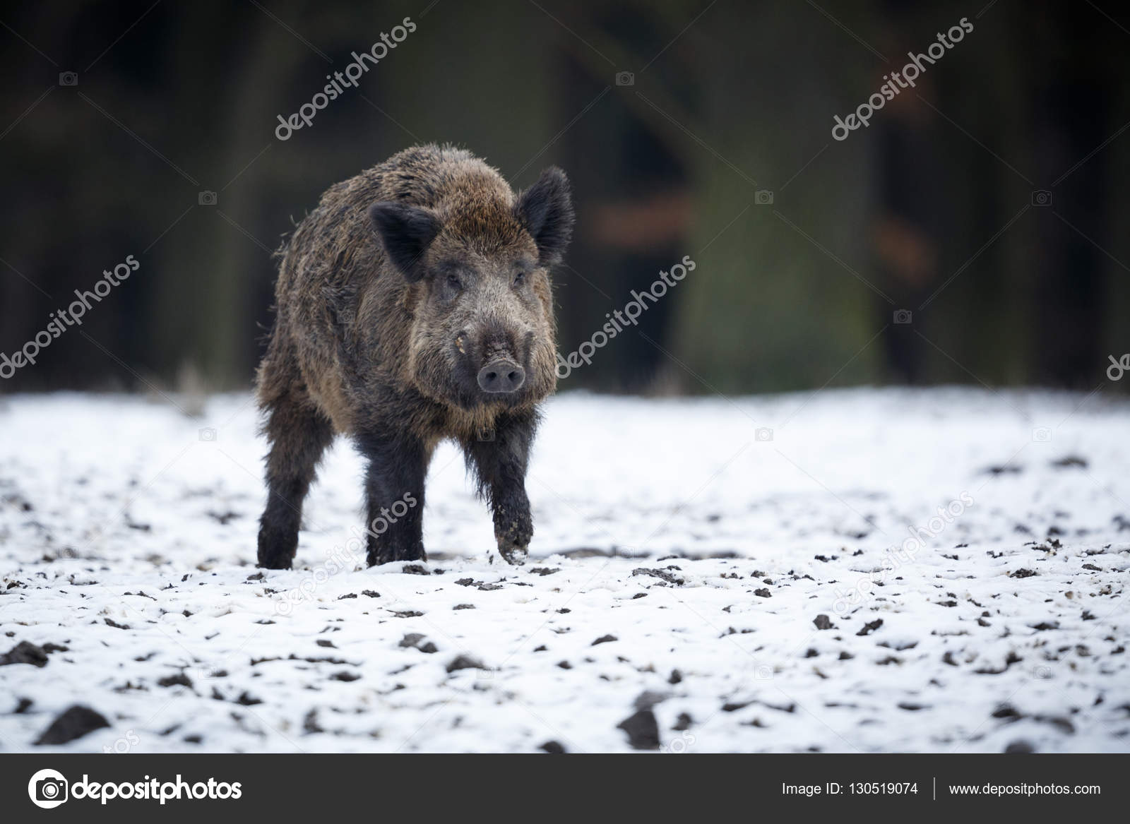 Big Wild Boars