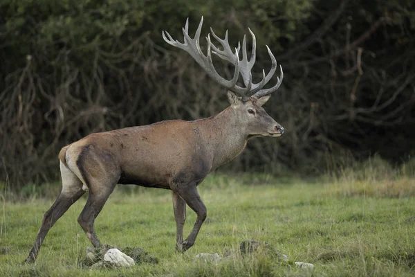 Big and beautiful red deer — Stock Photo © Photocech #130519198