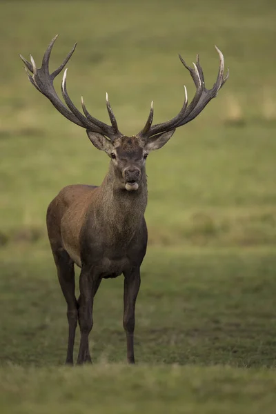 Big and beautiful red deer — Stock Photo © Photocech #130518566
