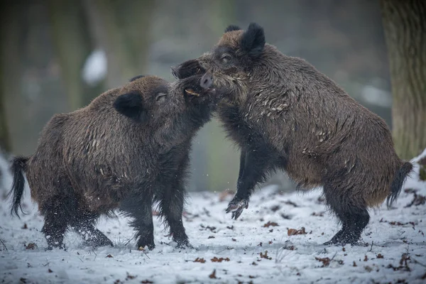 Two big wild boars — Stock Photo © Photocech #130518736