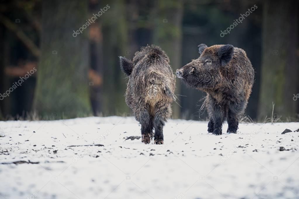 Two big wild boars — Stock Photo © Photocech #130518394