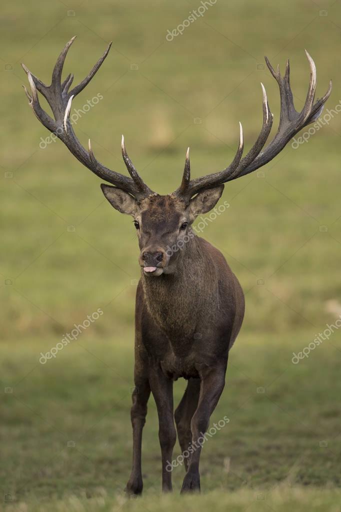Big and beautiful red deer — Stock Photo © Photocech #130518566
