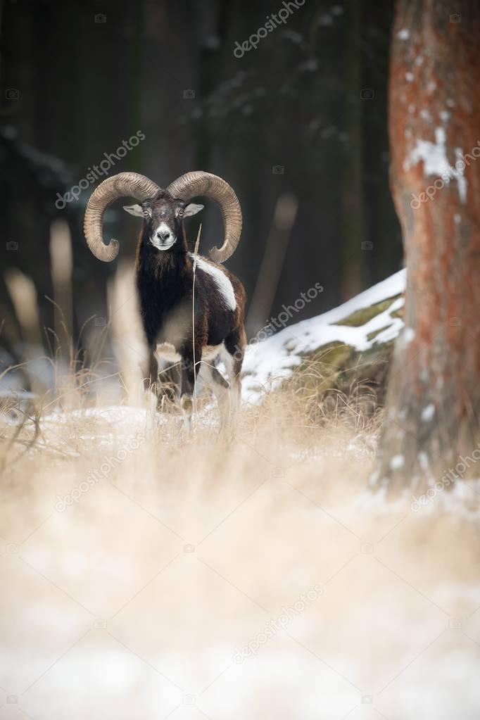 Big european mouflon sheep in the forest — Stock Photo © Photocech ...
