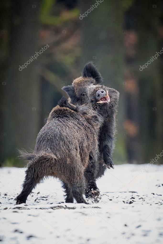 Two big wild boars — Stock Photo © Photocech #130518728