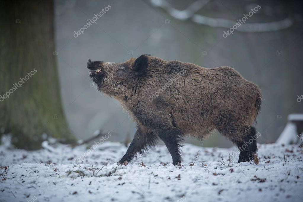 Giant Wild Boar