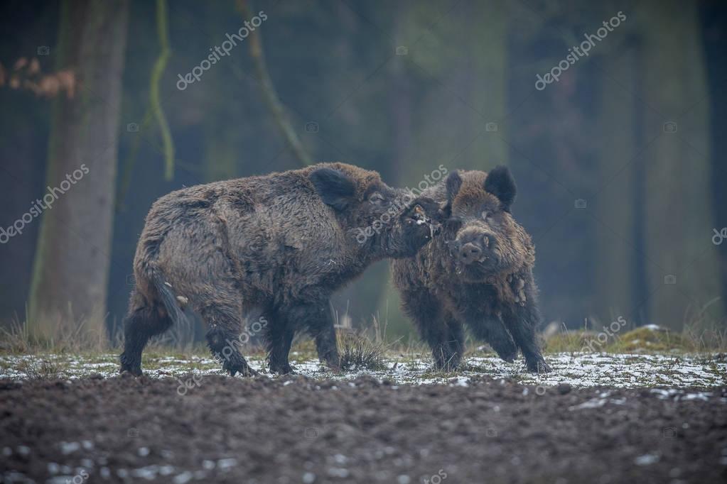 Two big wild boars Stock Photo by ©Photocech 130519036