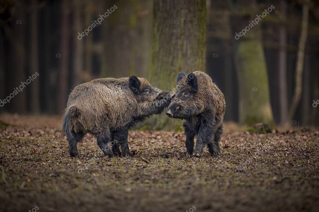 Two big wild boars — Stock Photo © Photocech #130519118