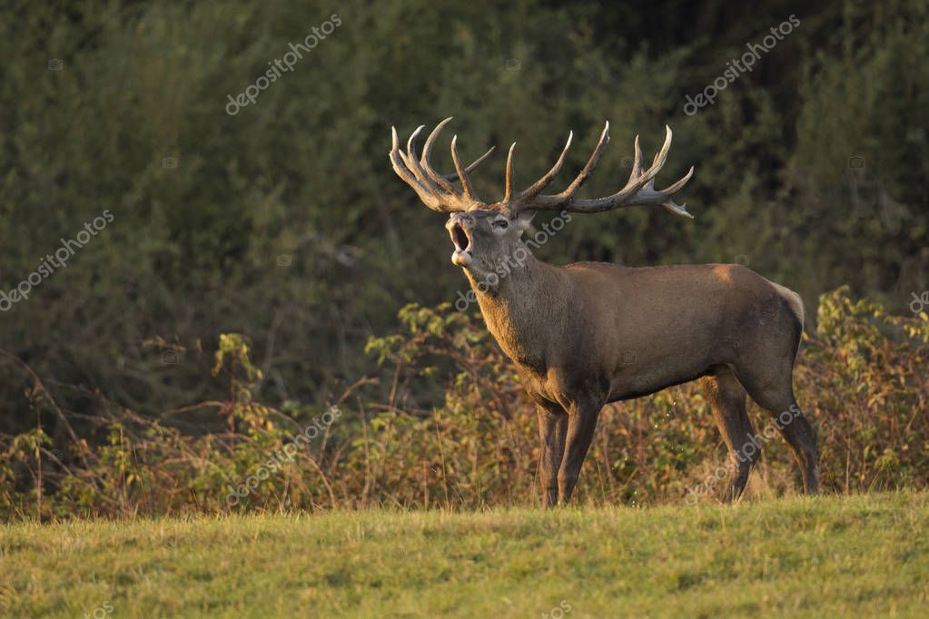 Big and beautiful red deer — Stock Photo © Photocech #130519198