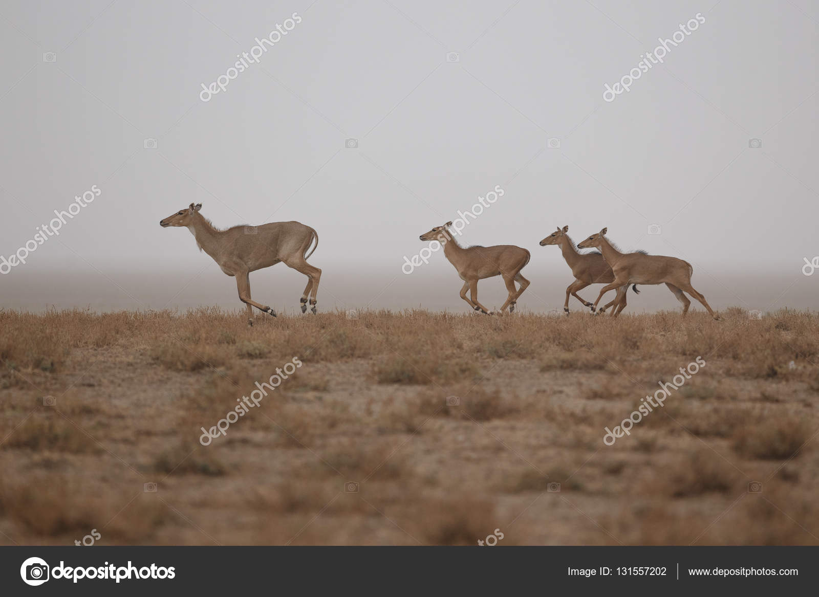 Wild donkeys in the desert — Stock Photo © Photocech #131557202