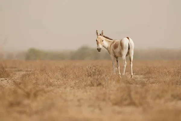 Wild donkeys in the desert in India Stock Photo by ©Photocech 131263346
