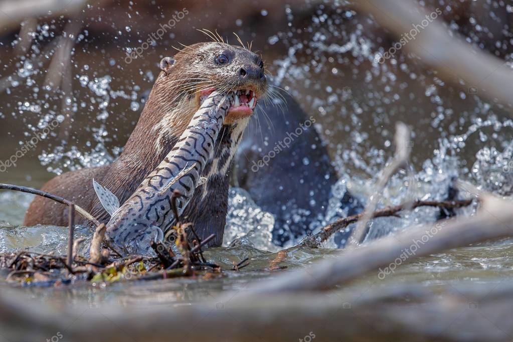 nutria de río gigante en el hábitat natural 2023