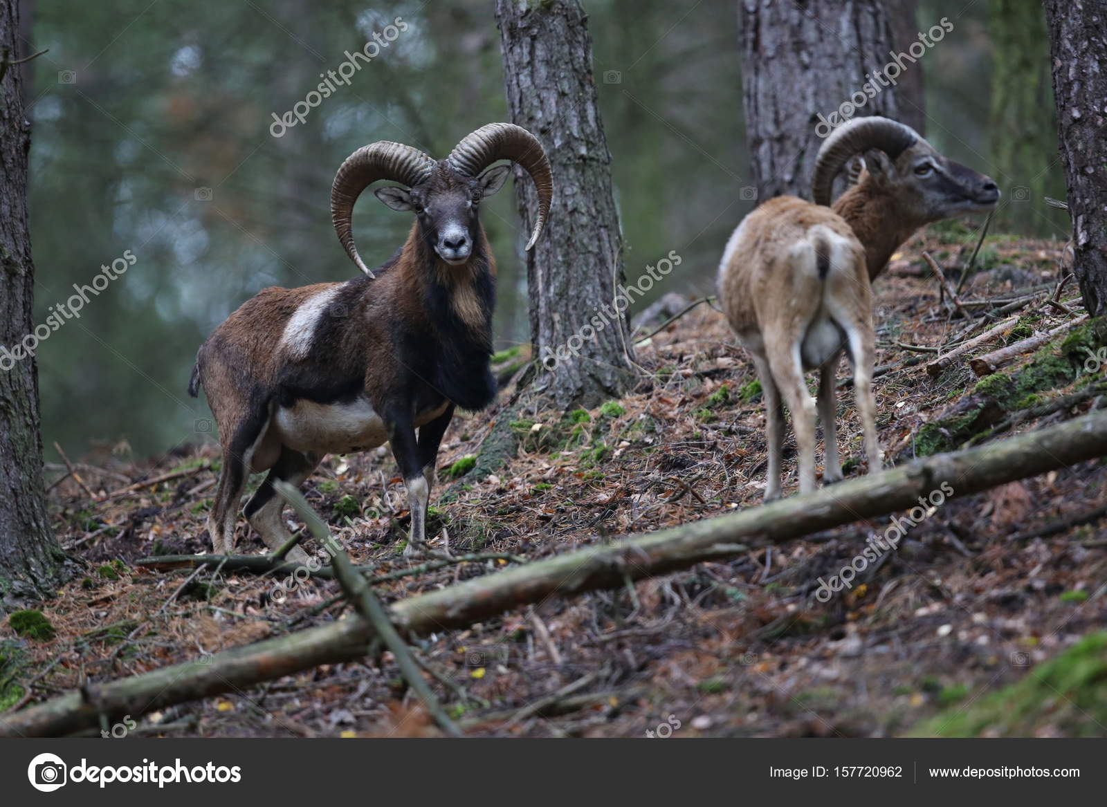 European mouflons in forest Stock Photo by ©Photocech 157720962