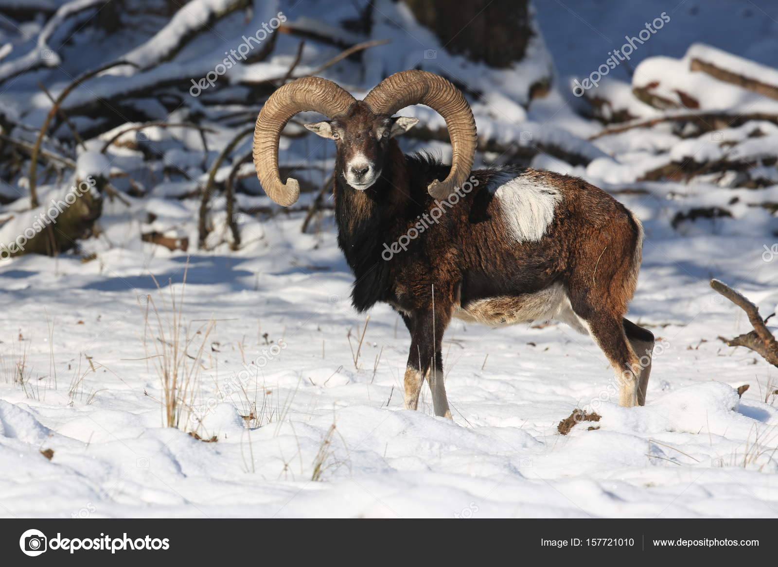 Big european moufflon — Stock Photo © Photocech #157721010