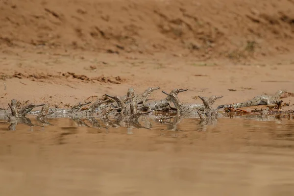 Indian Gavials Nature Habitat Chambal River Sanctuary Gavialis ...