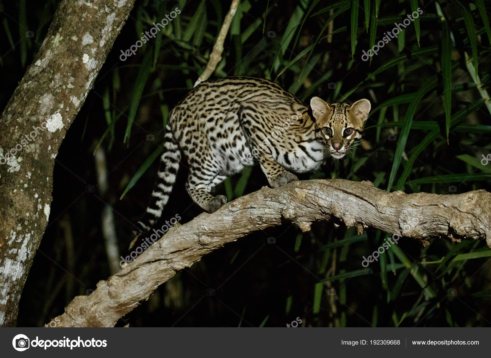Rare Ocelot Night Brazilian Jungle Wild Brazil — Stock Photo ...