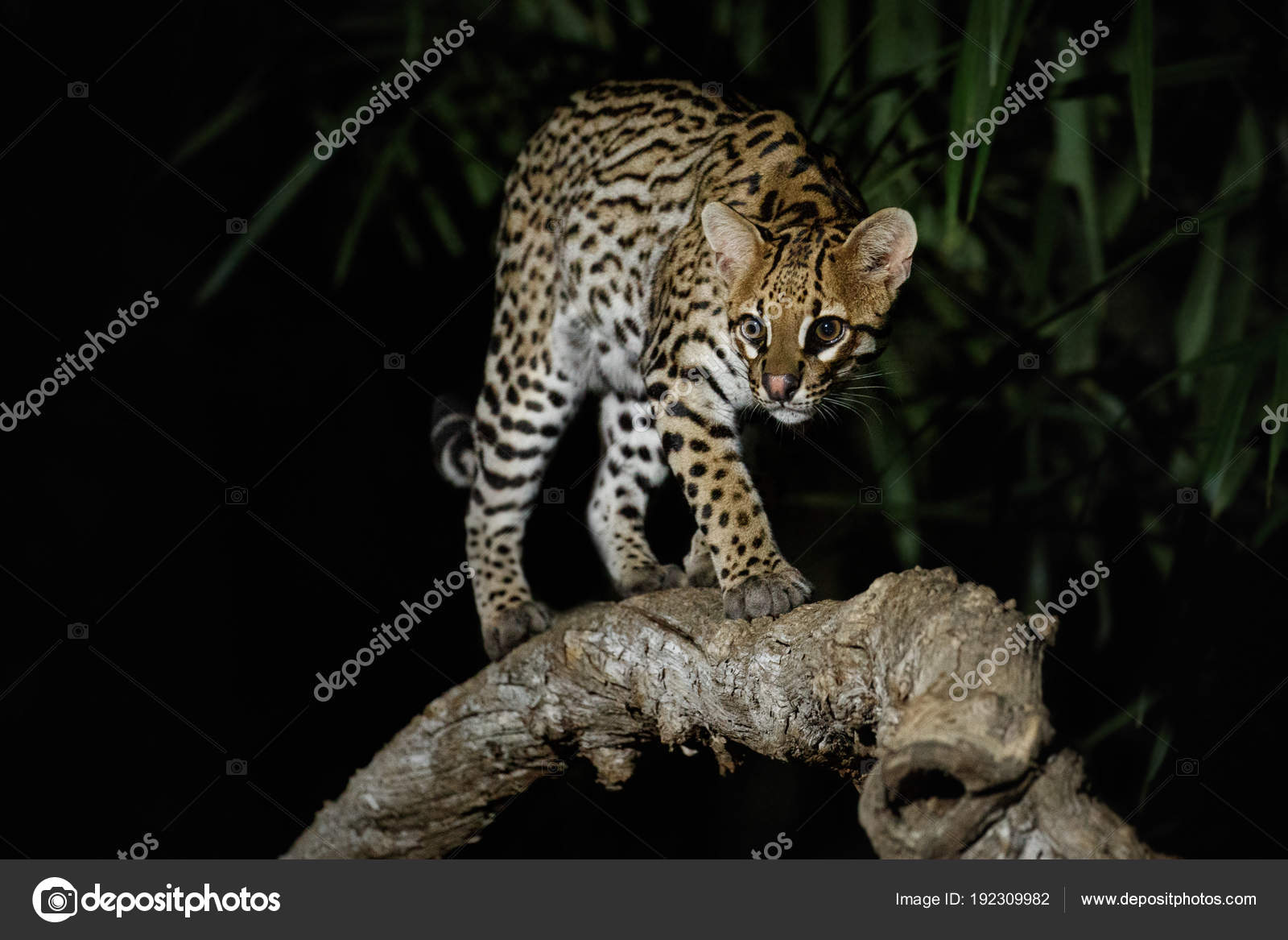 Beautiful Male Ocelot Walking Tree Stock Photo by ©Photocech 192309982