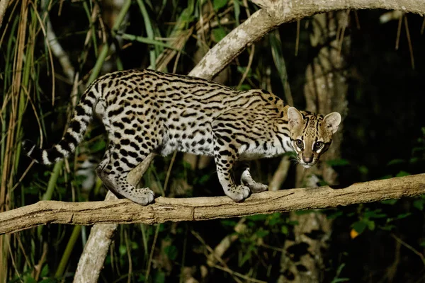 Beautiful Male Ocelot Walking Tree Stock Photo by ©Photocech 192309982