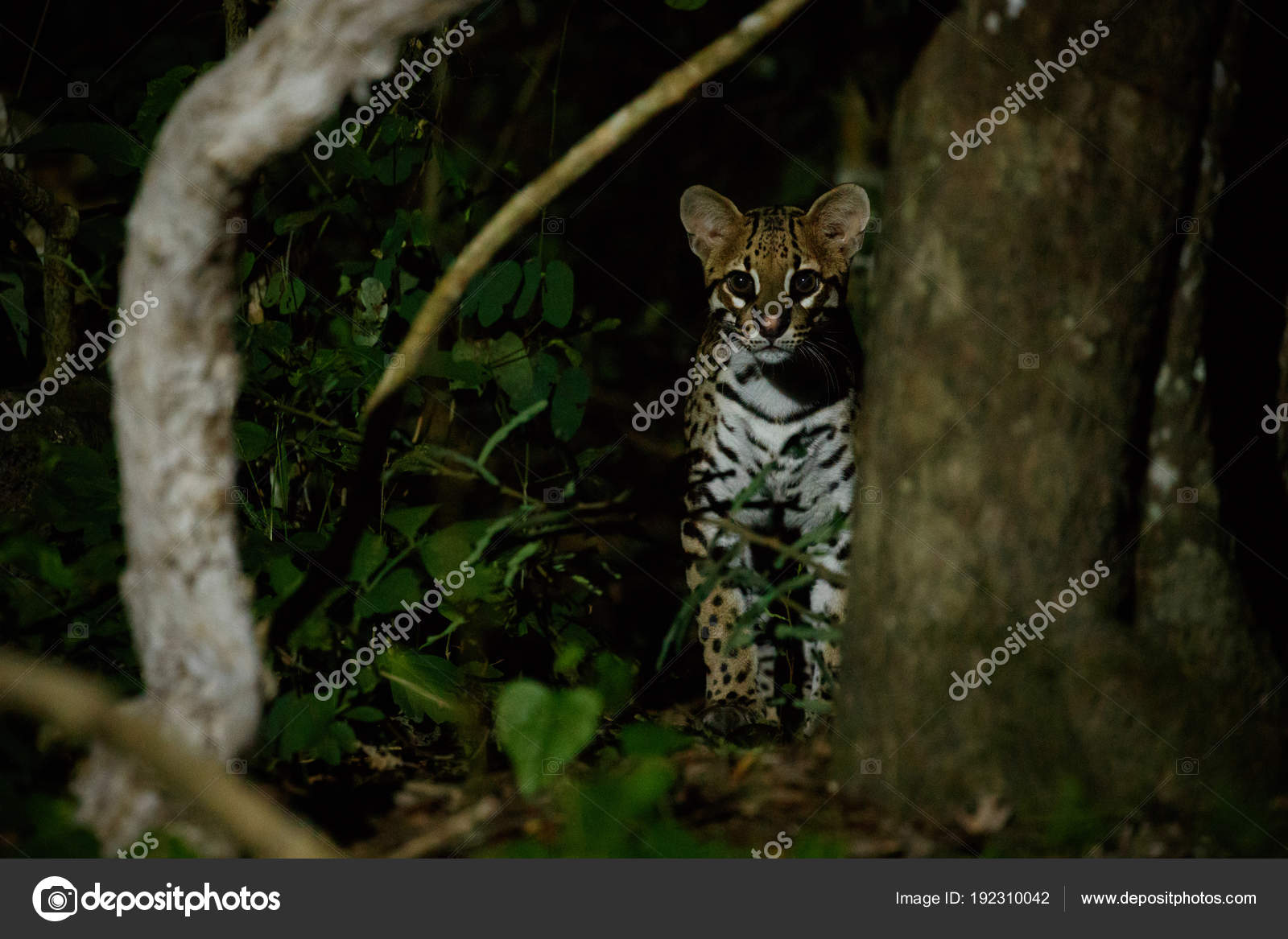 Ocelot Night Brazilian Jungle Trees Stock Photo by ©Photocech 192310042
