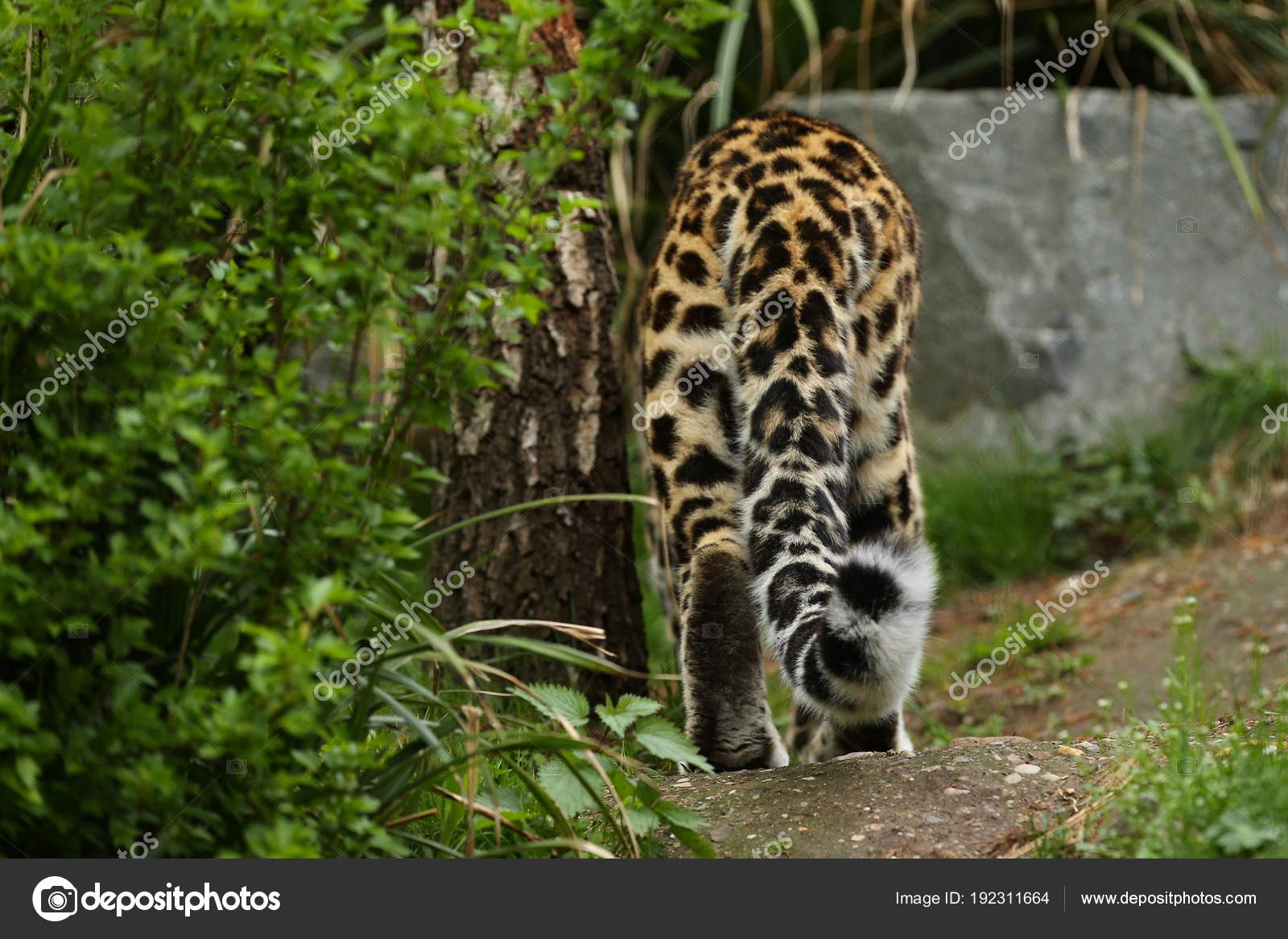 Endangered Amur Leopard Walking Green Forest Back View — Stock Photo ...