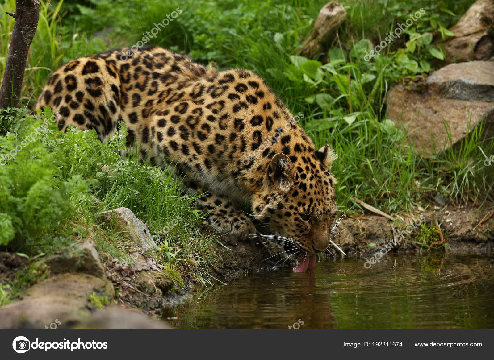 Endangered Amur Leopard Drinking River Water Green Forest Stock Photo ...