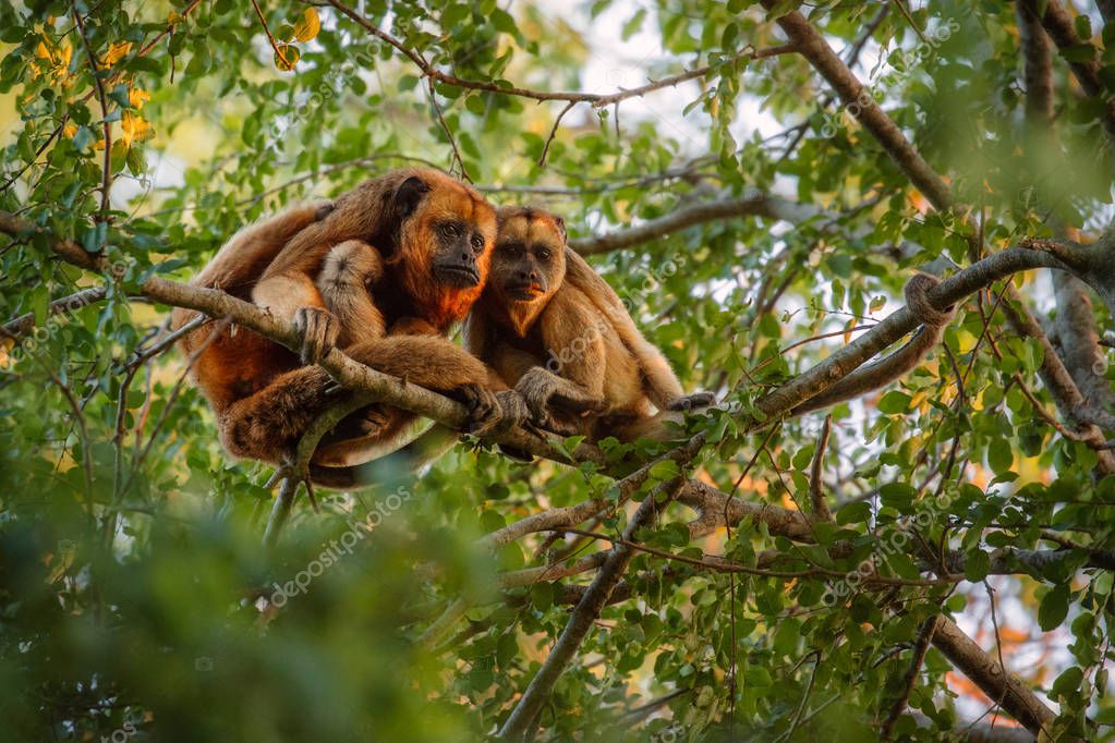 Monos aulladores en árbol gigante en la selva brasileña. Vida silvestre ...