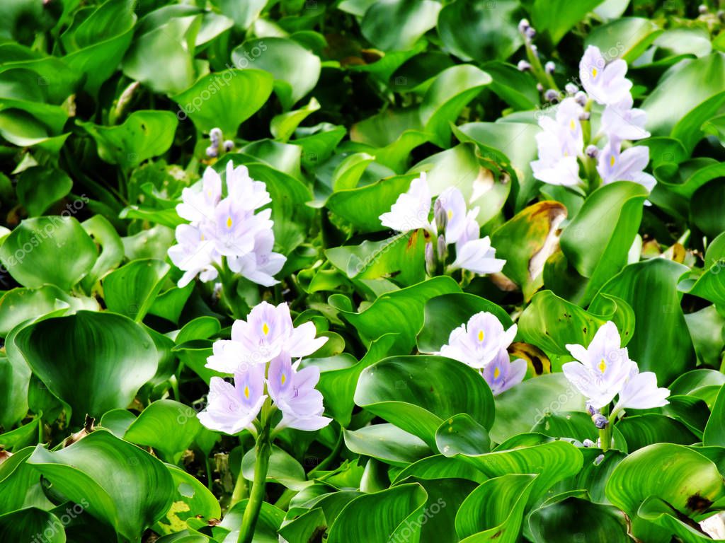 flor de jacinto de agua en agua natural en el río 2022
