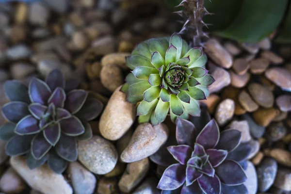 Succulent plants: stone lotus. Stock Photo by ©quangpraha1981@gmail.com ...