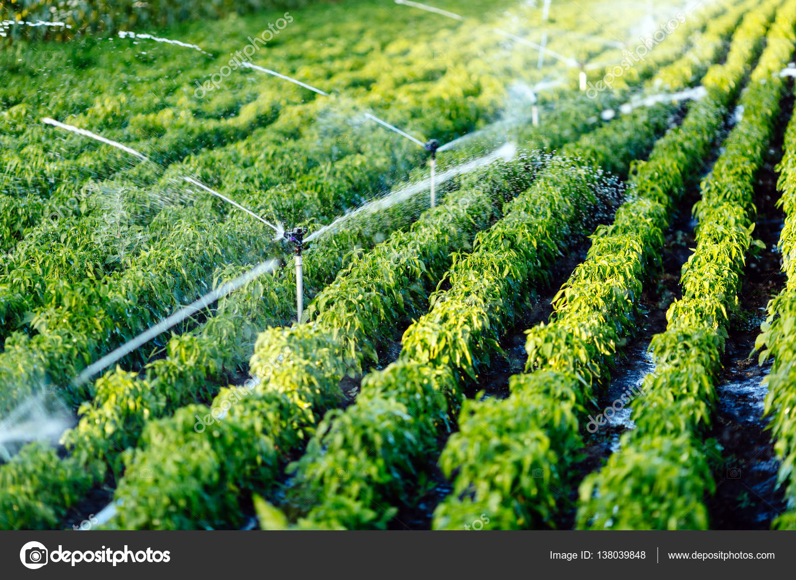 Sistema de irrigação em funcionamento — Foto © nd3000 #138039848