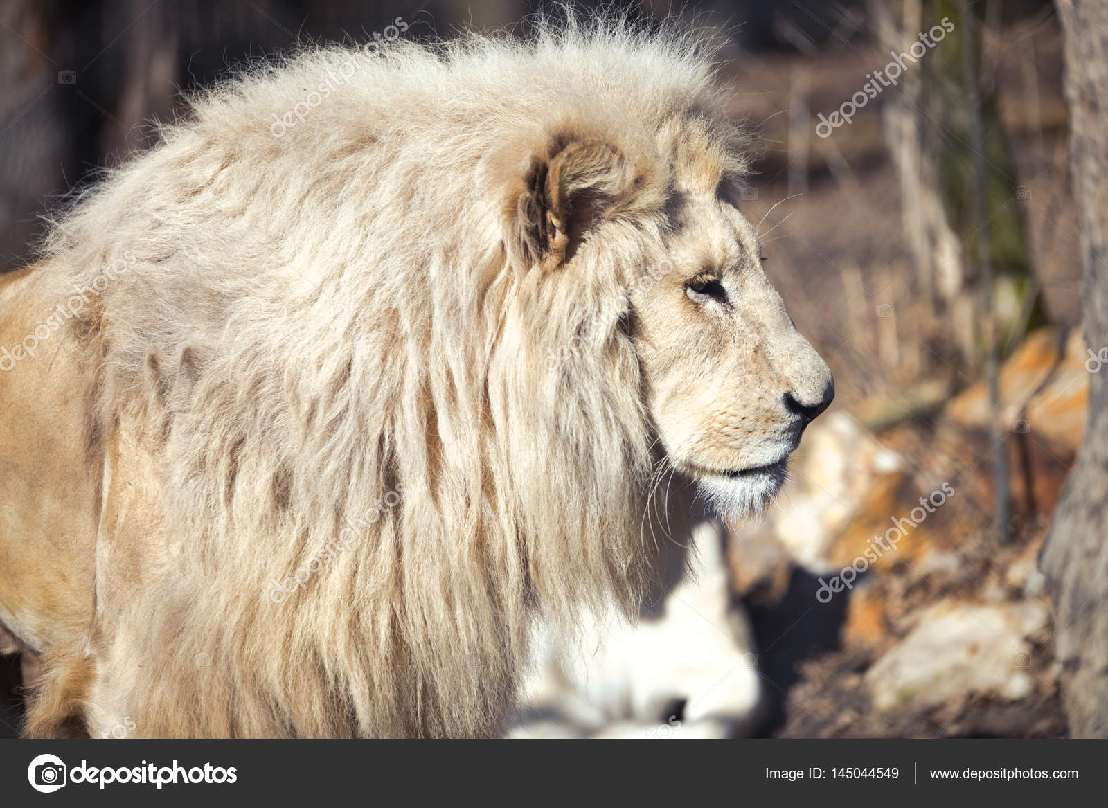 Beautiful rare white lion Stock Photo by ©nd3000 145044549