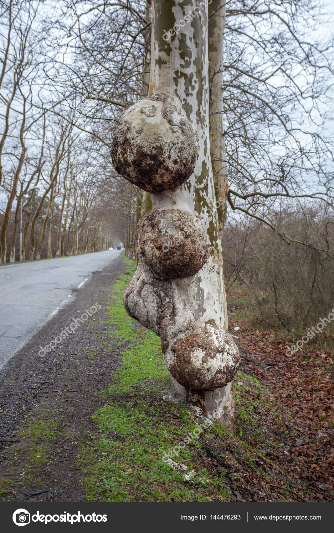 Plane-tree with a burl, nature — Stock Photo © samurkas #144476293
