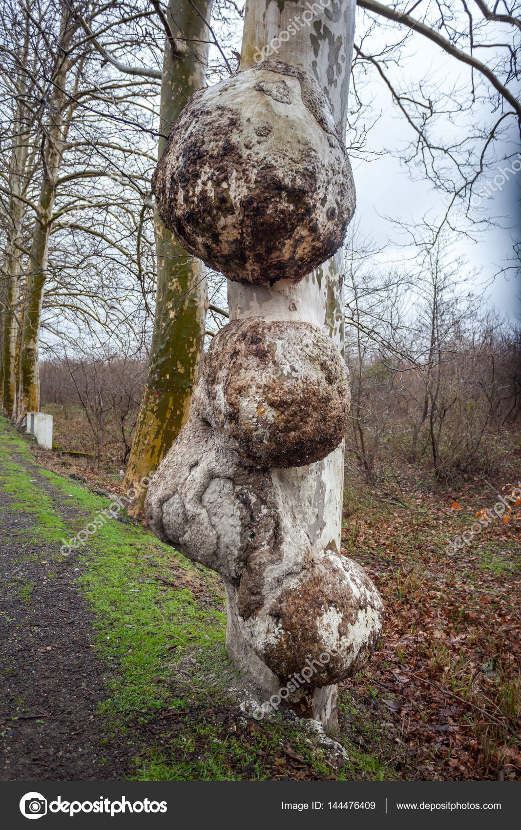 Plane-tree with a burl, nature — Stock Photo © samurkas #144476409