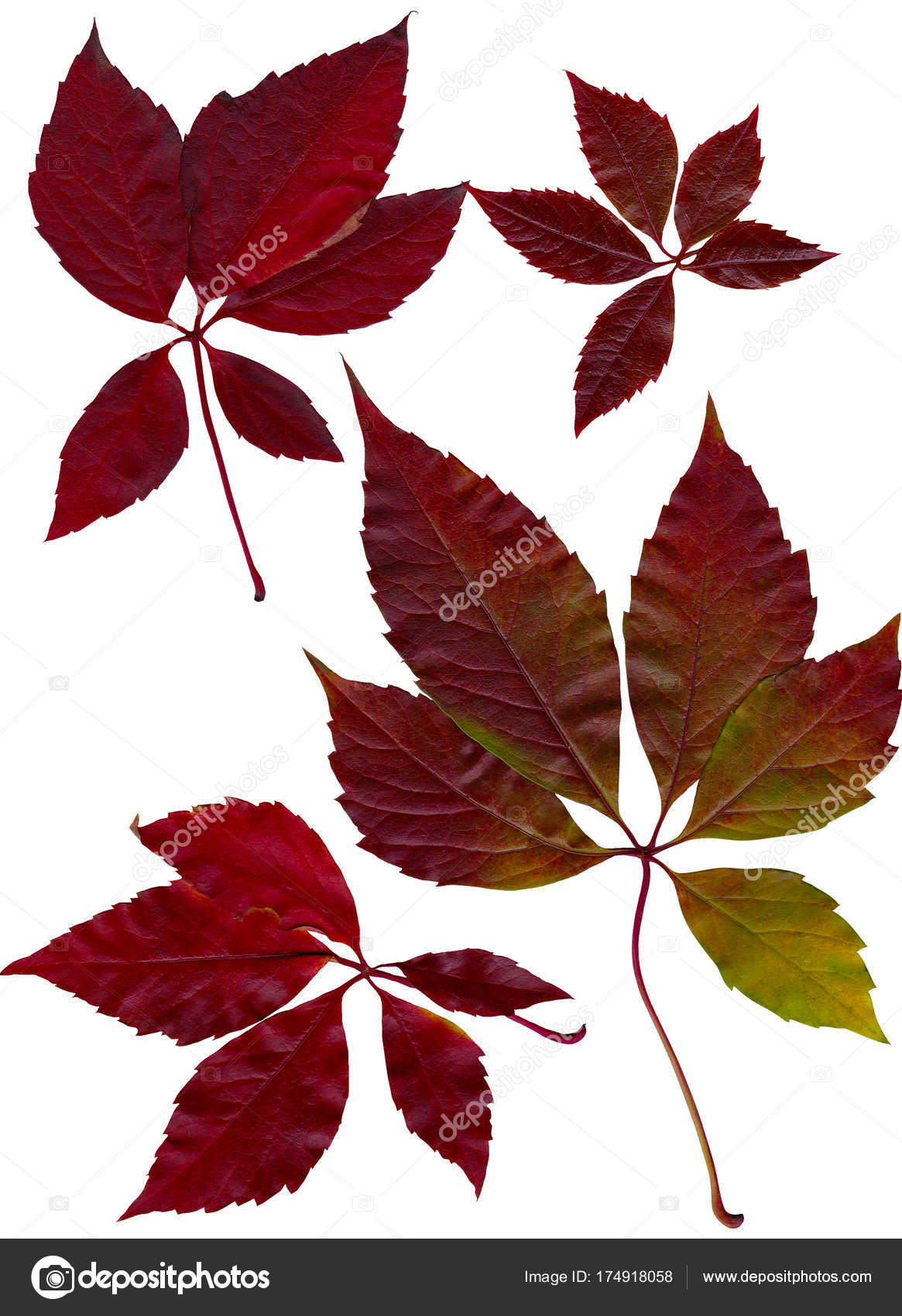 Bright red autumn grape's leaves on isotaled — Stock Photo © Raketic ...