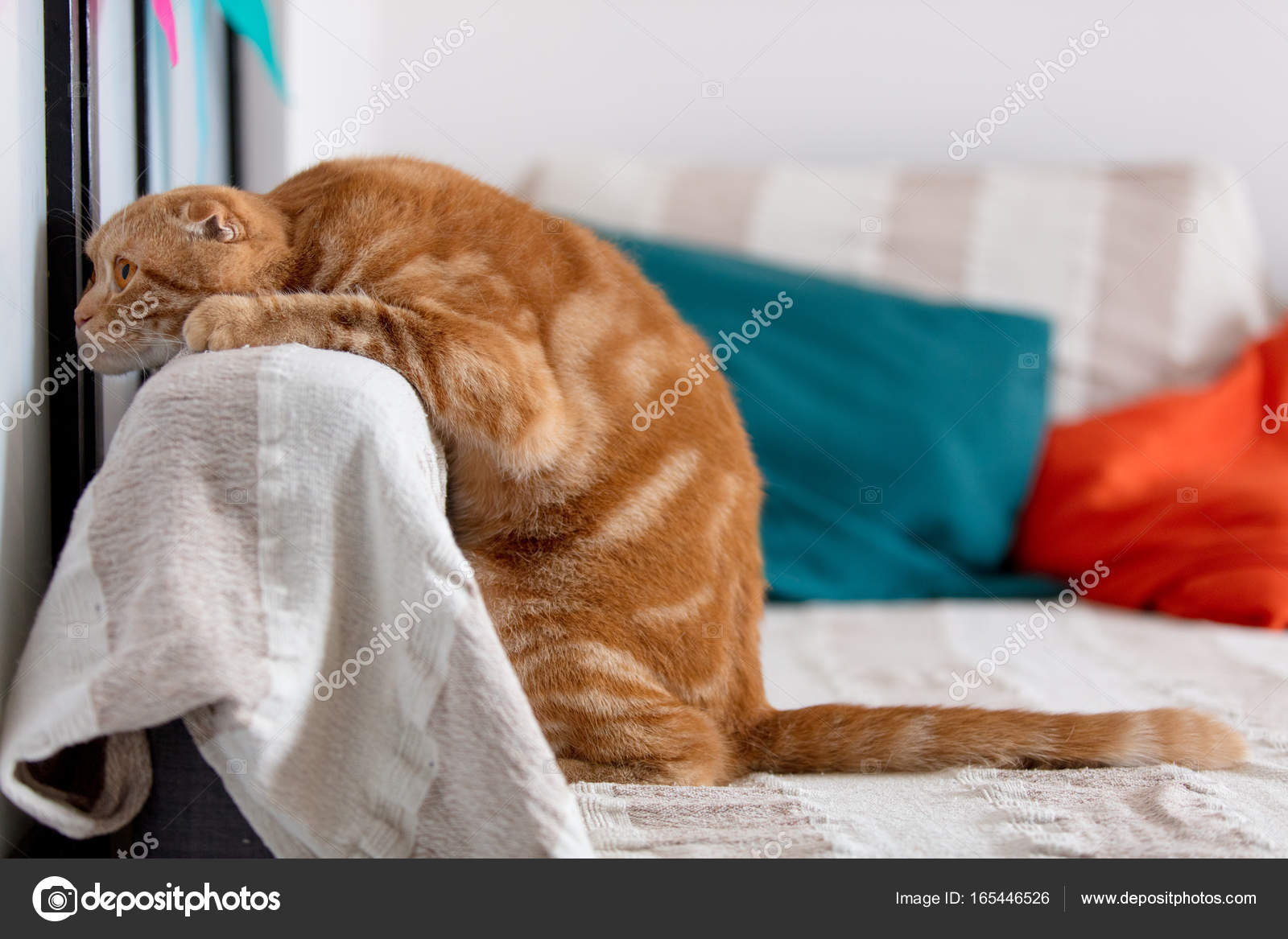 Sad red Scottish cat Stock Photo by ©VeraSimon 165446526