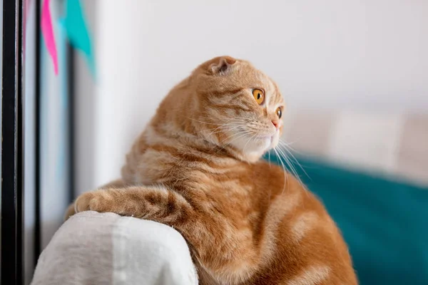 Sad red Scottish cat Stock Photo by ©VeraSimon 165446526