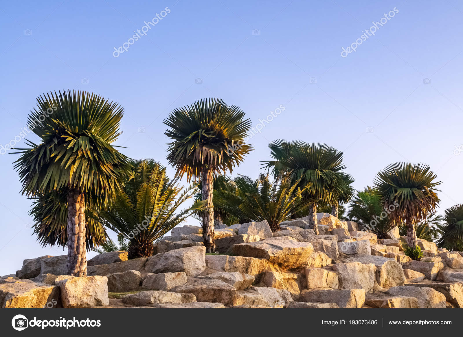 Palm tree and cycad tree decorated in the beautiful rock garden Stock ...